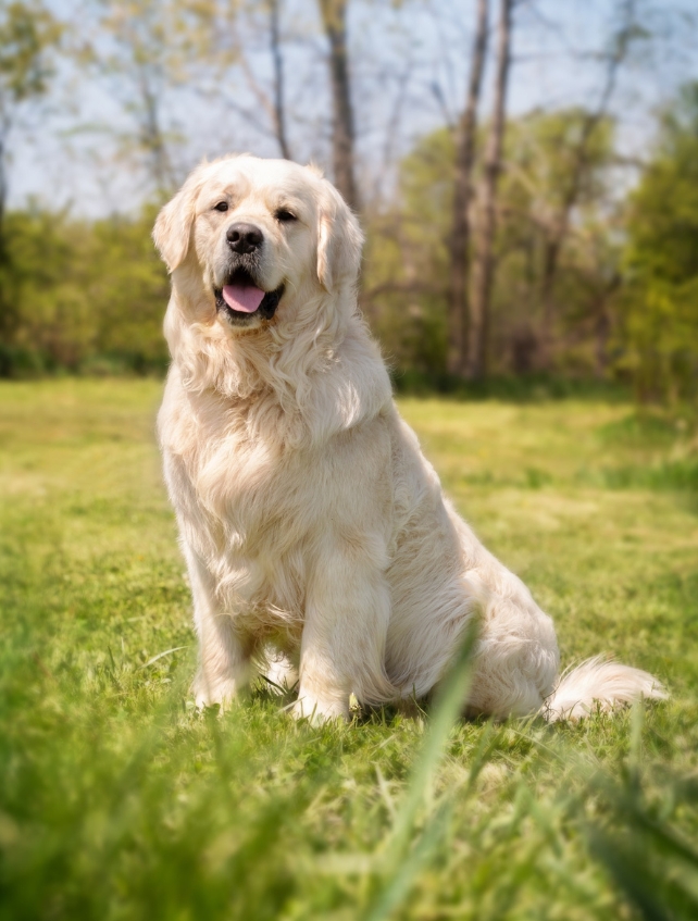 Golden Retriever Breeding Sires - High Society Farms Dog Breeding